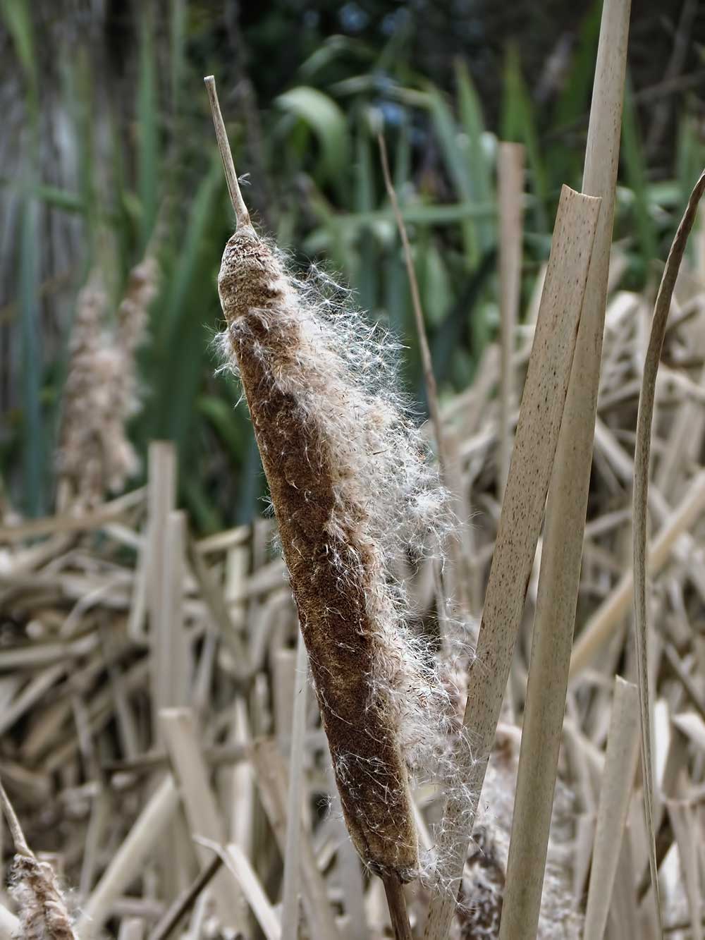 Site 14: Raupo – Travis Wetland