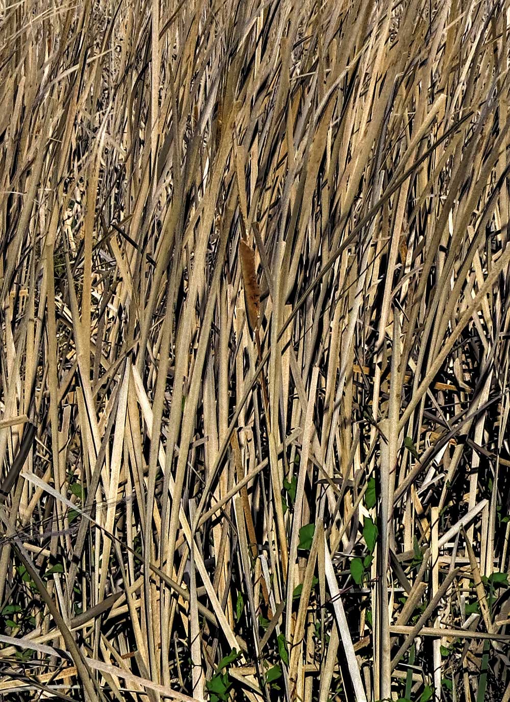 Site 14: Raupo – Travis Wetland