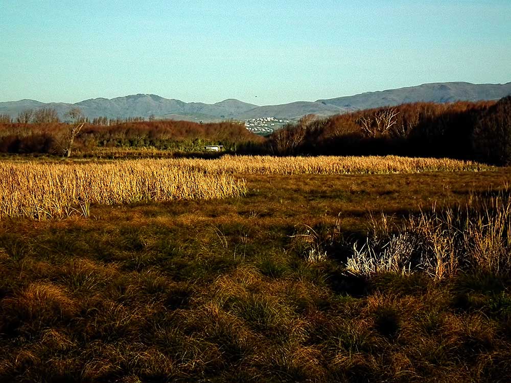 Site 14: Raupo – Travis Wetland
