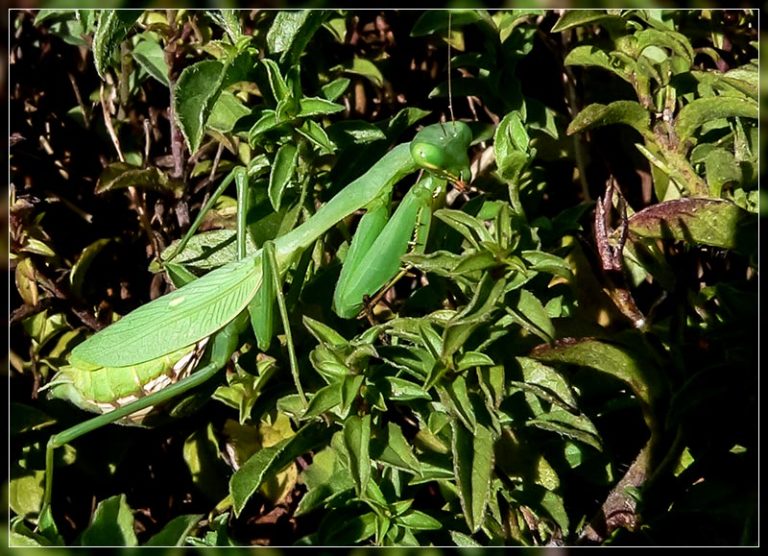 Praying Mantis in New Zealand - Travis Wetland