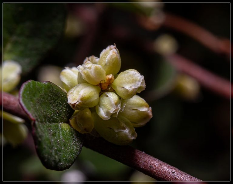 Muehlenbeckia, Pohuehue - Travis Wetland