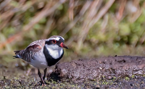 Travis Wetland – Travis Wetland Nature Heritage Park