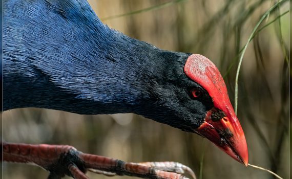 Travis Wetland – Travis Wetland Nature Heritage Park