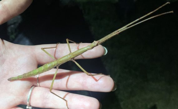 Fauna - Travis Wetland