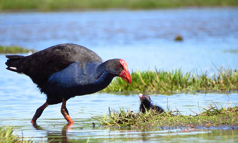 Info-13-Pukeko-Head – Travis Wetland